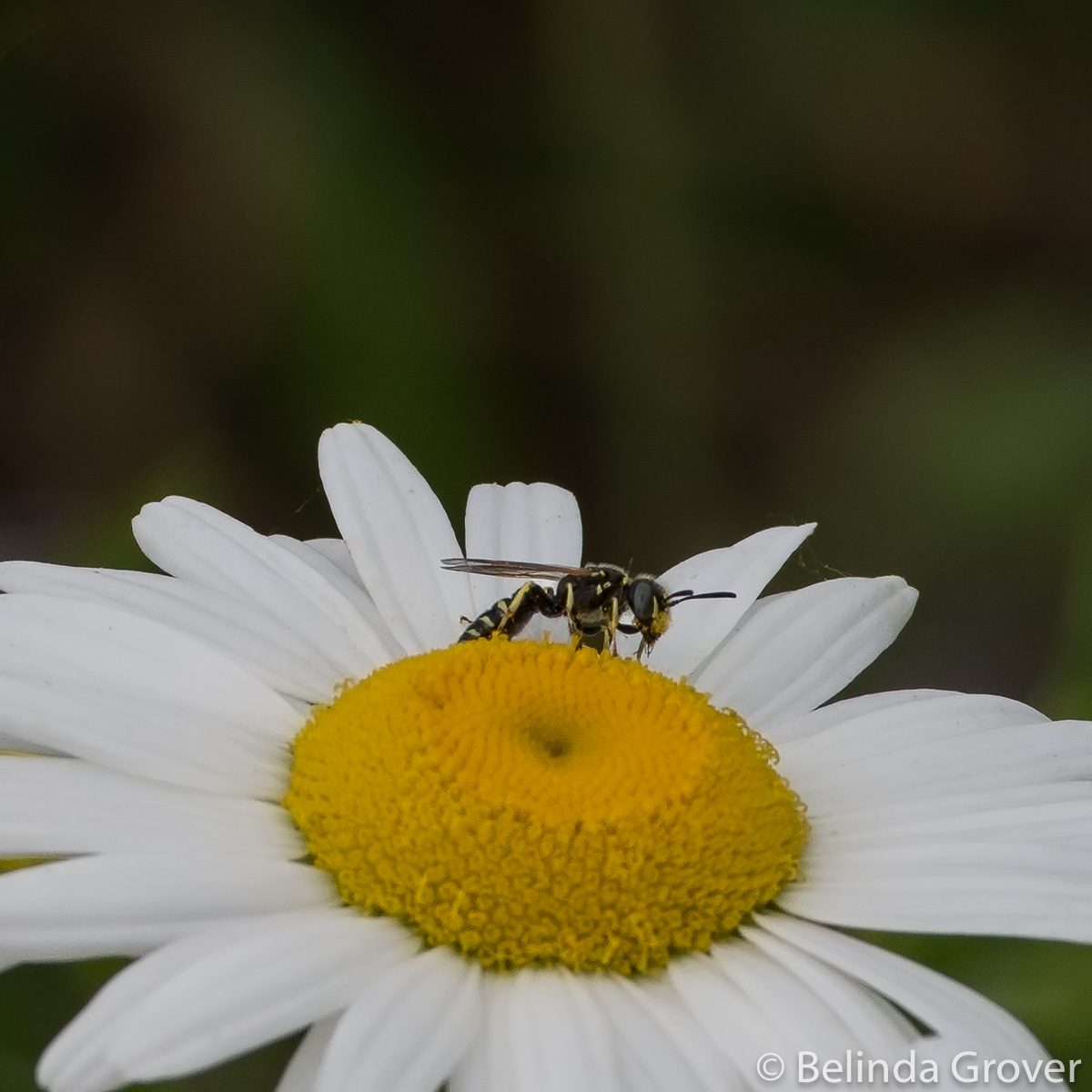DINING ON DAISIES | BELINDA GROVER PHOTOGRAPHY