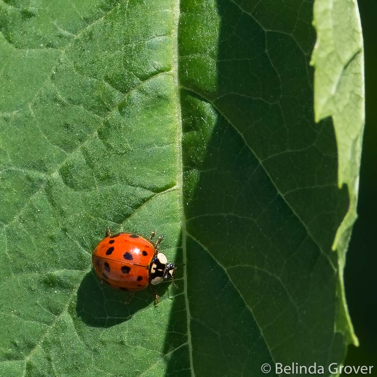 LADYBUG | BELINDA GROVER PHOTOGRAPHY