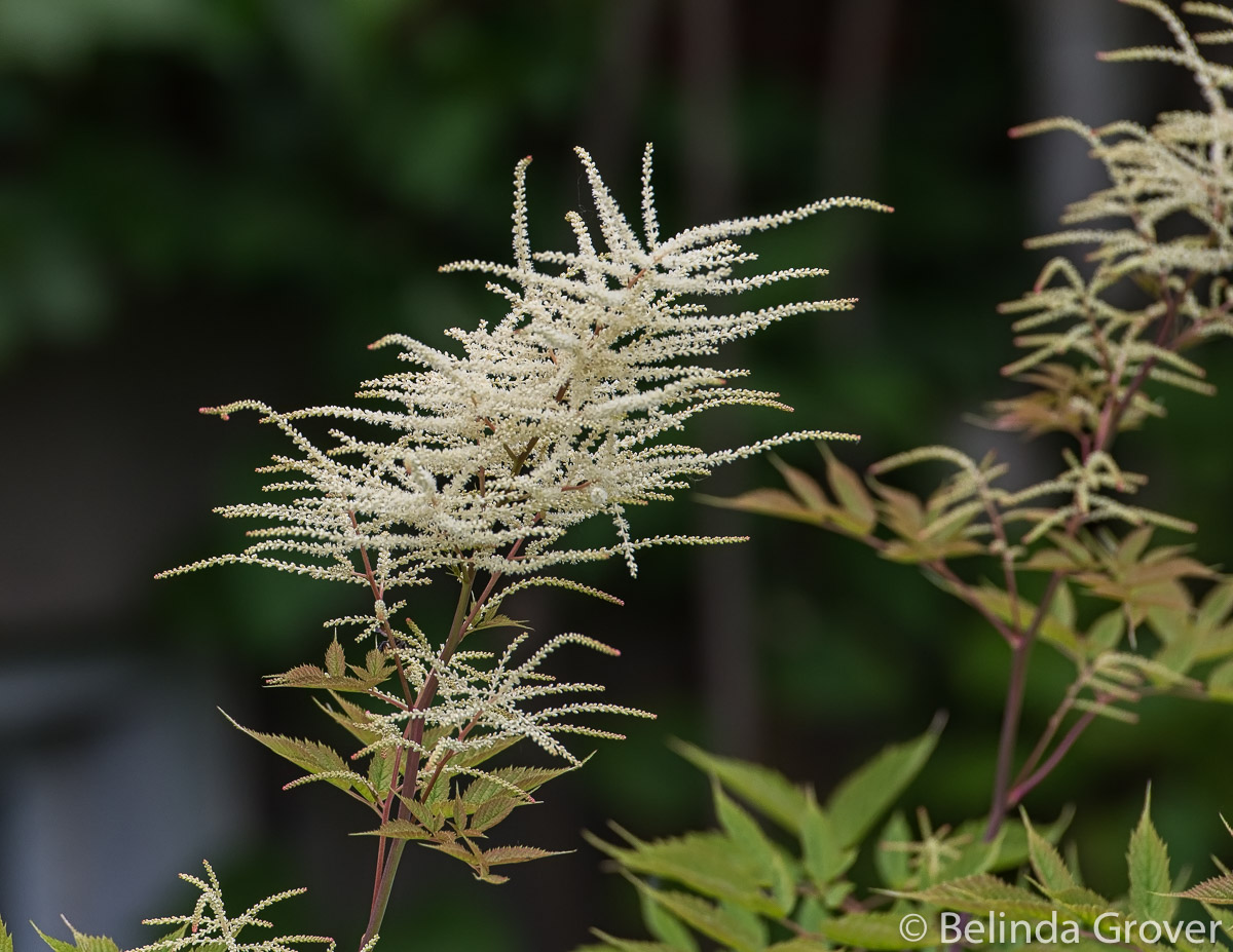 IN A GARDEN | BELINDA GROVER PHOTOGRAPHY