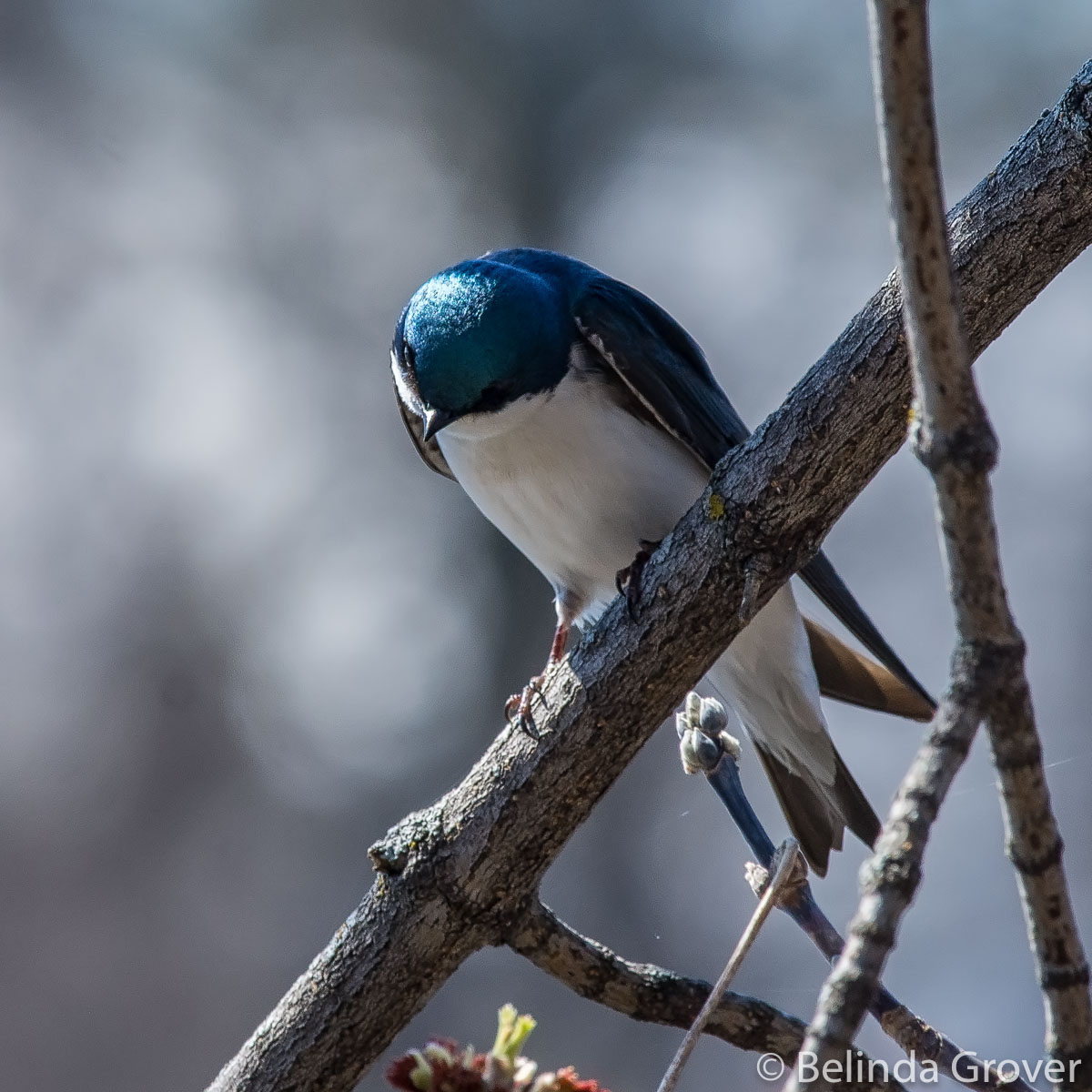 TREE SWALLOW | BELINDA GROVER PHOTOGRAPHY