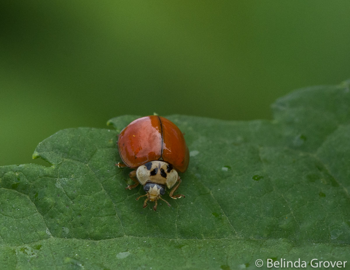 MORE BEETLE TALES | BELINDA GROVER PHOTOGRAPHY