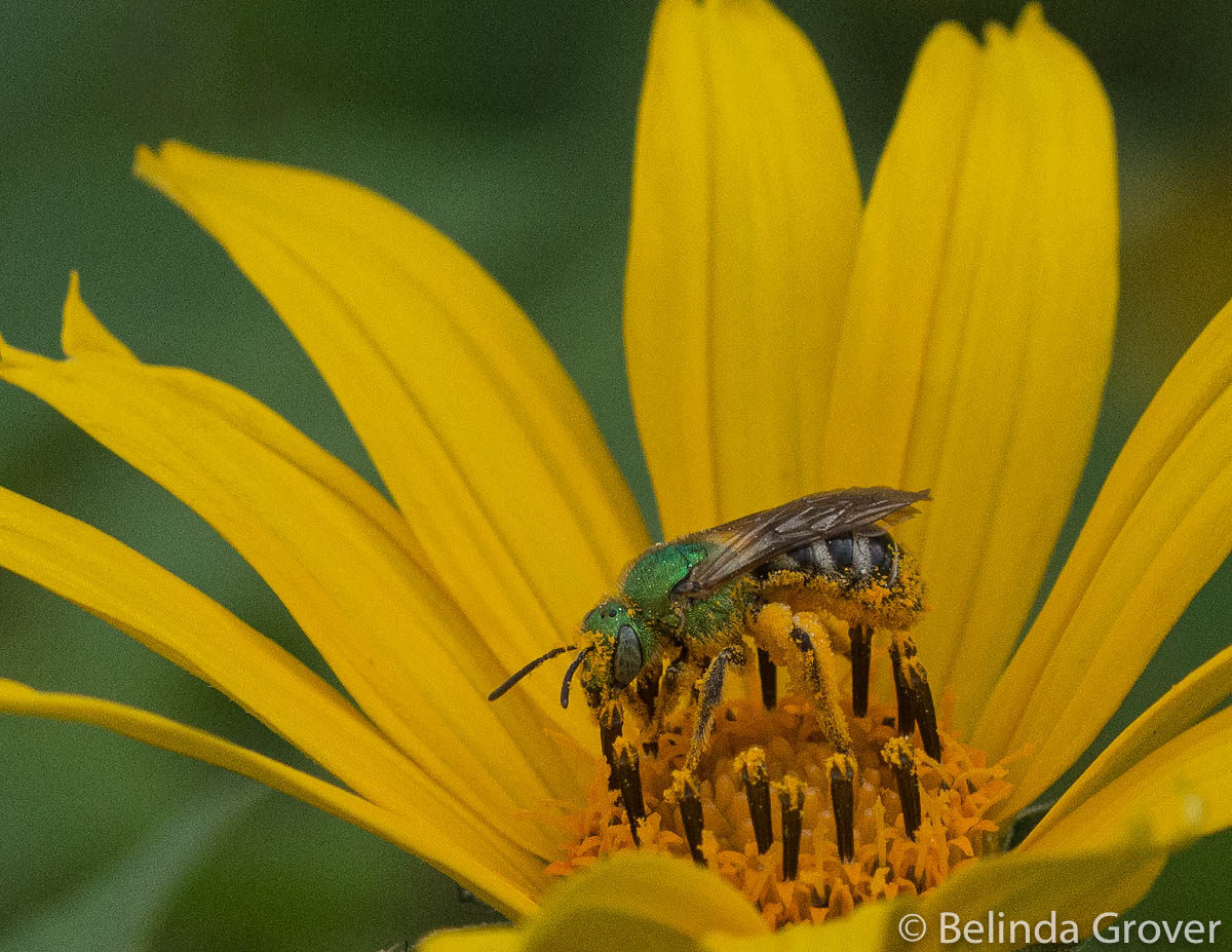 METALLIC BEE | BELINDA GROVER PHOTOGRAPHY