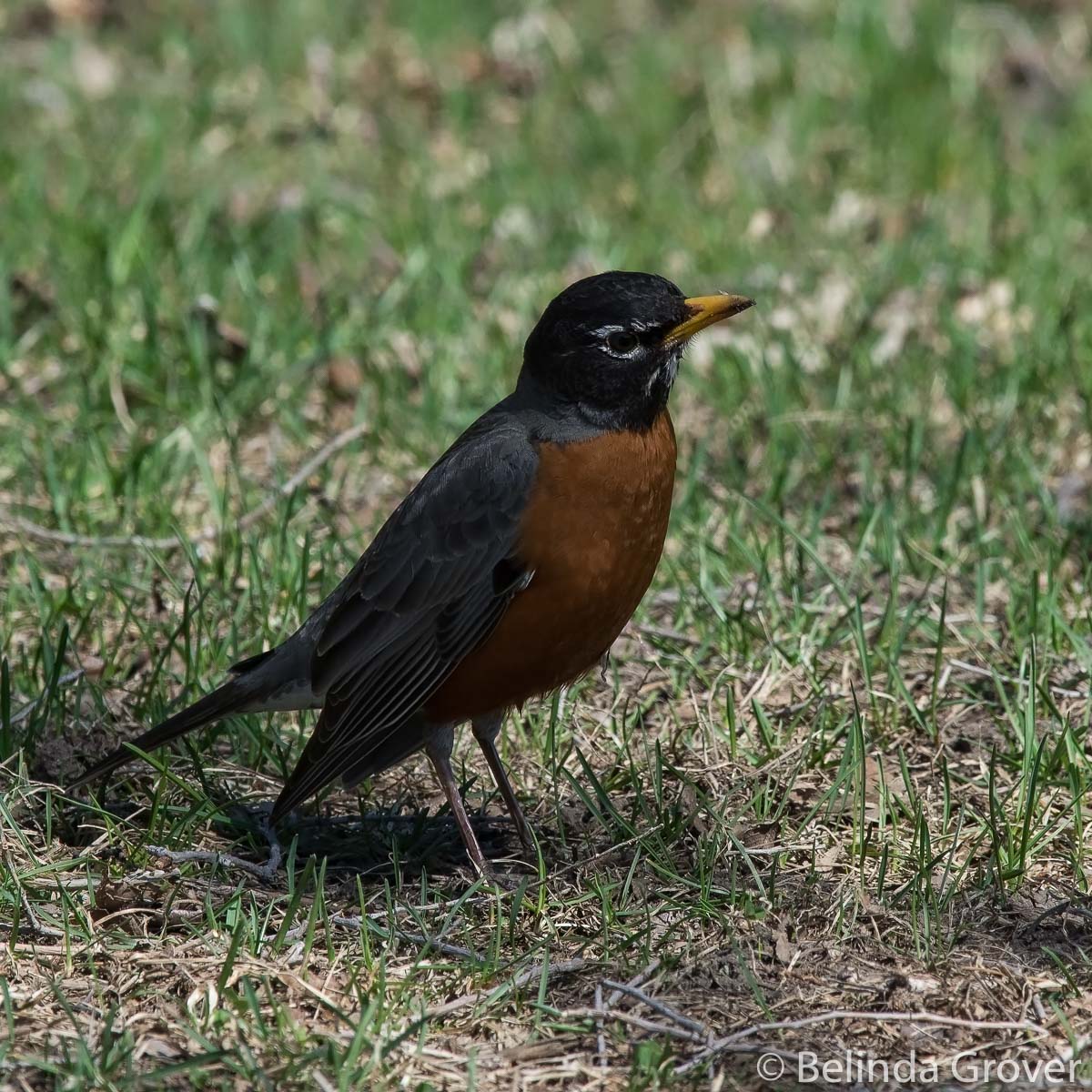 ROBIN | BELINDA GROVER PHOTOGRAPHY