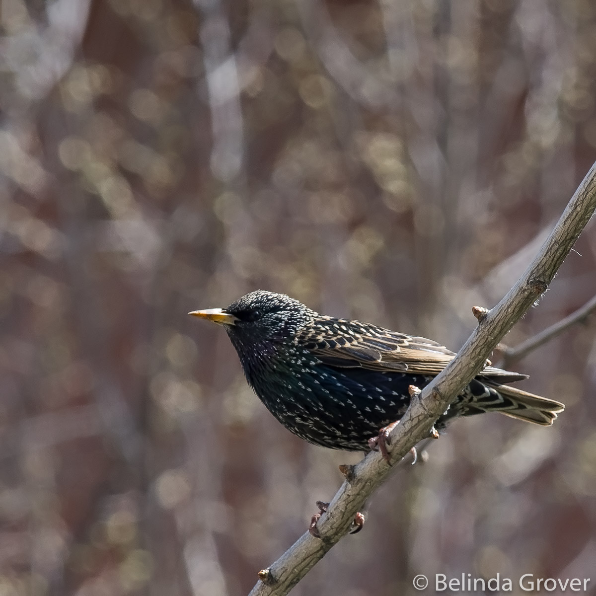 EUROPEAN STARLING | BELINDA GROVER PHOTOGRAPHY