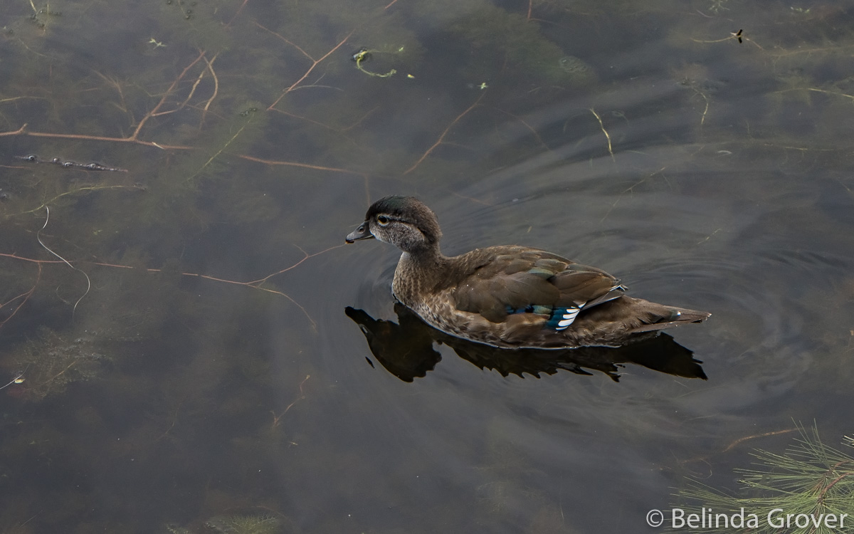 YOUNG FEMALE WOOD DUCK | BELINDA GROVER PHOTOGRAPHY