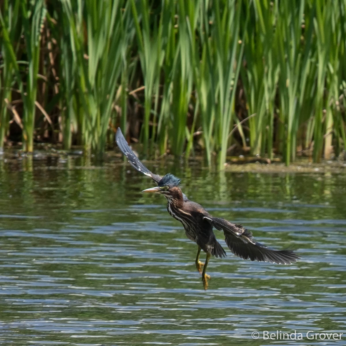 TA-DA | BELINDA GROVER PHOTOGRAPHY