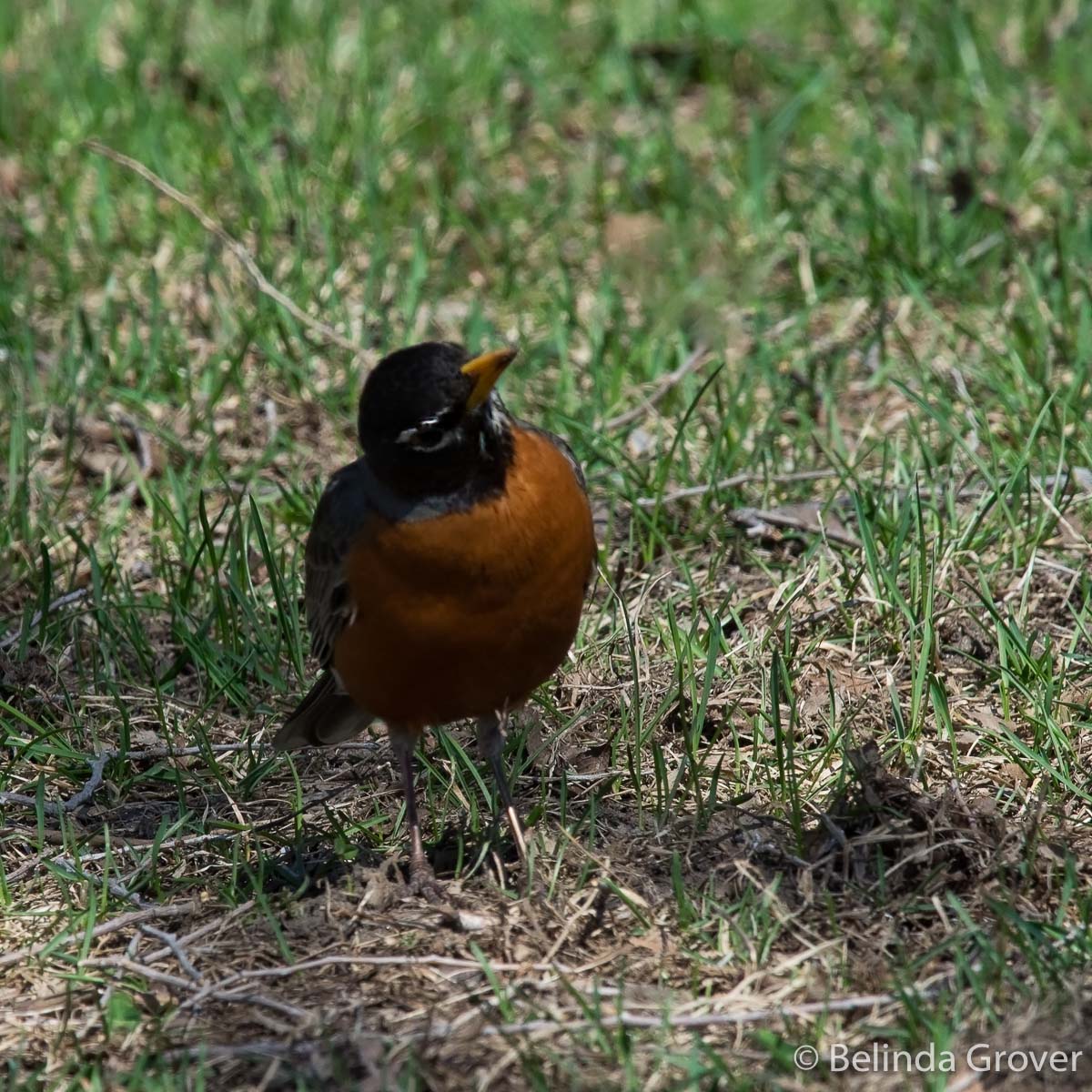 ROBIN | BELINDA GROVER PHOTOGRAPHY