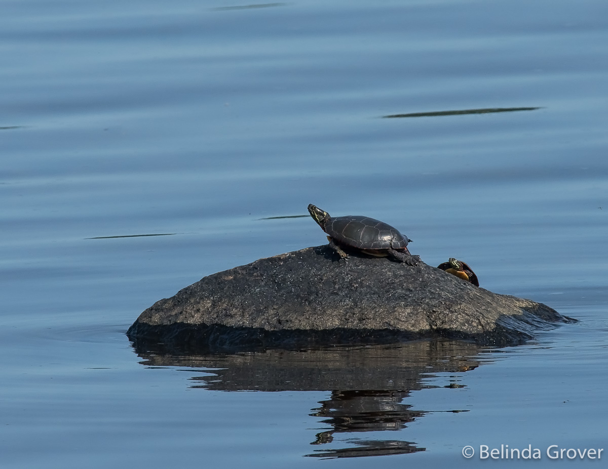 THURSDAY TURTLES | BELINDA GROVER PHOTOGRAPHY