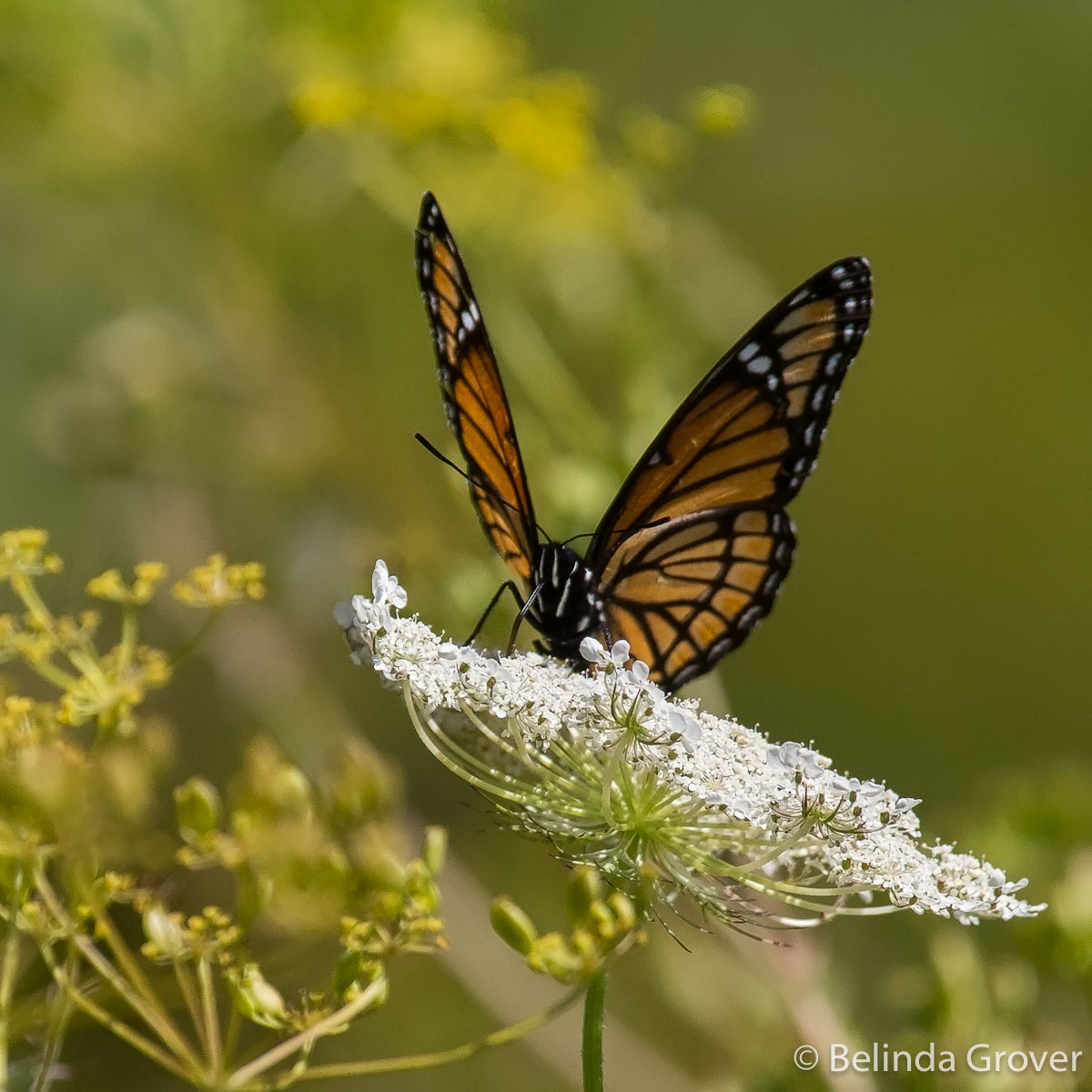 REGAL | BELINDA GROVER PHOTOGRAPHY