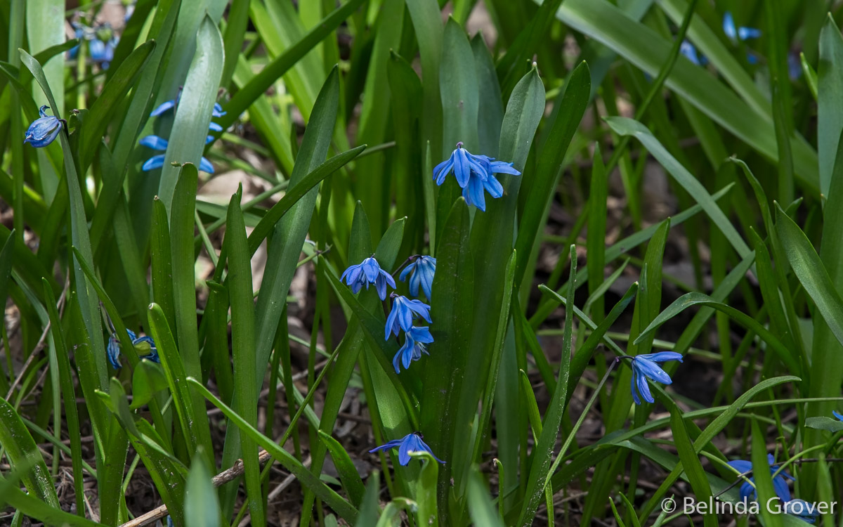SPRING SCILLA | BELINDA GROVER PHOTOGRAPHY