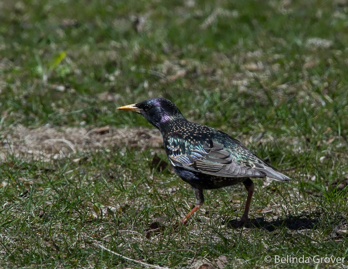 EUROPEAN STARLING | BELINDA GROVER PHOTOGRAPHY