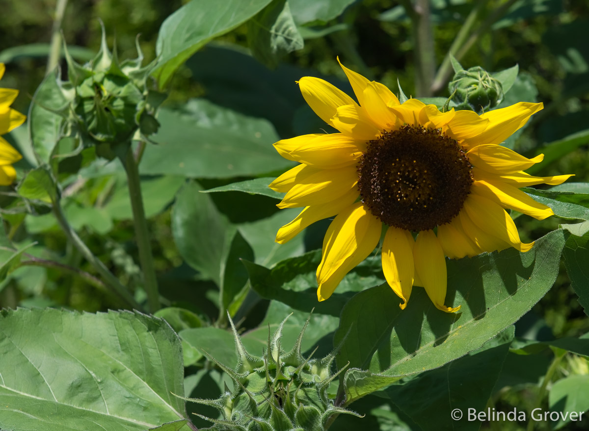 SUNSHINE ON A CLOUDY DAY | BELINDA GROVER PHOTOGRAPHY