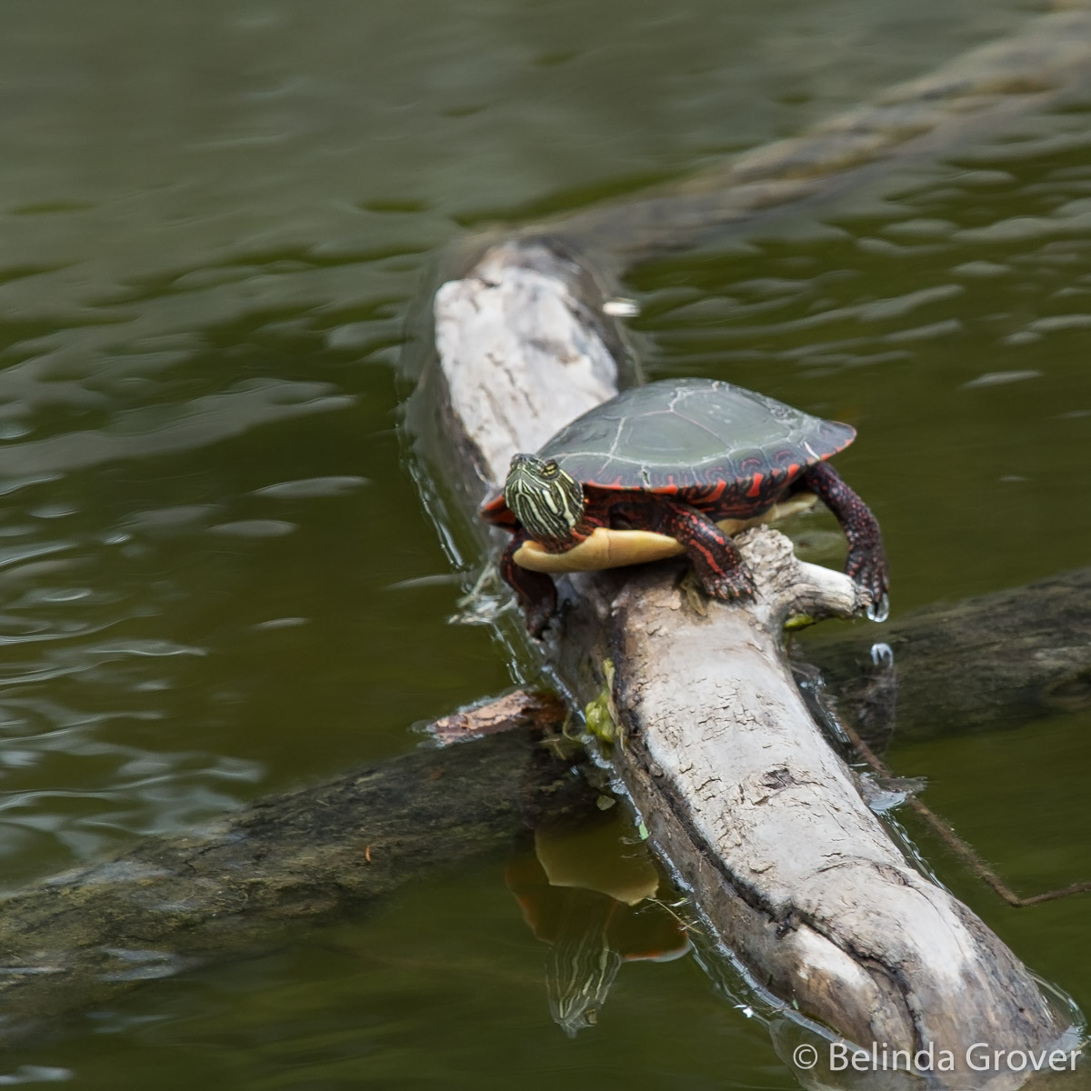 PAINTED TURTLE | BELINDA GROVER PHOTOGRAPHY