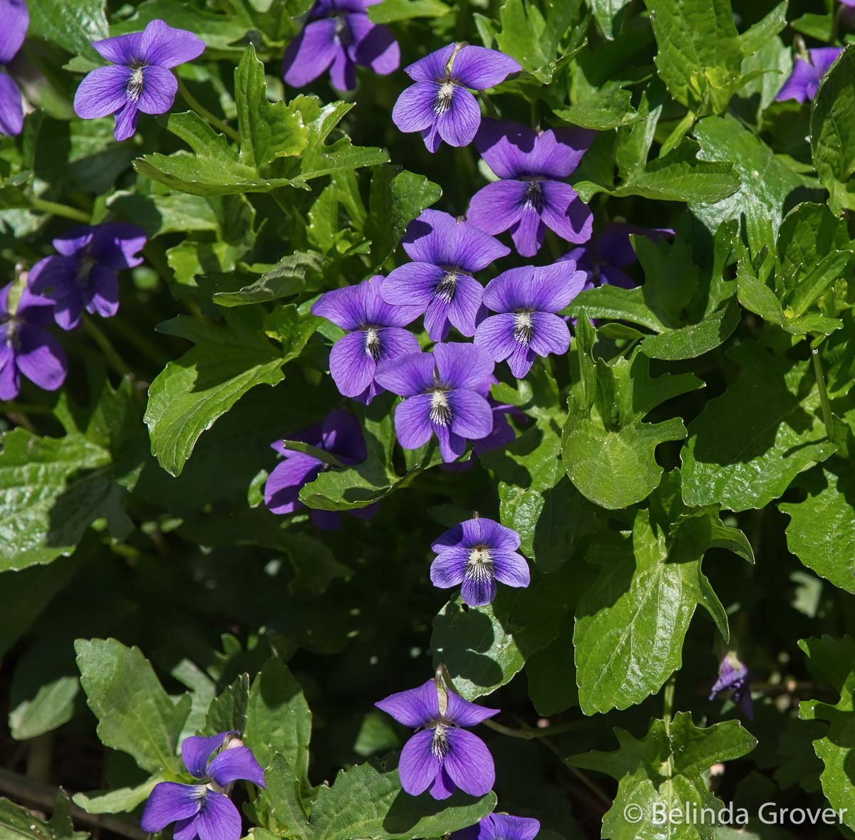 WILD FOR VIOLETS | BELINDA GROVER PHOTOGRAPHY