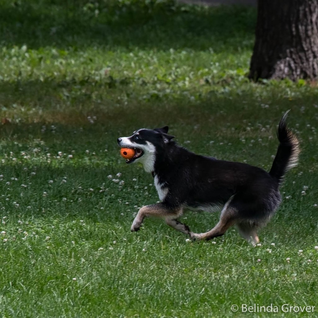 DOG DAYS OF SUMMER | BELINDA GROVER PHOTOGRAPHY