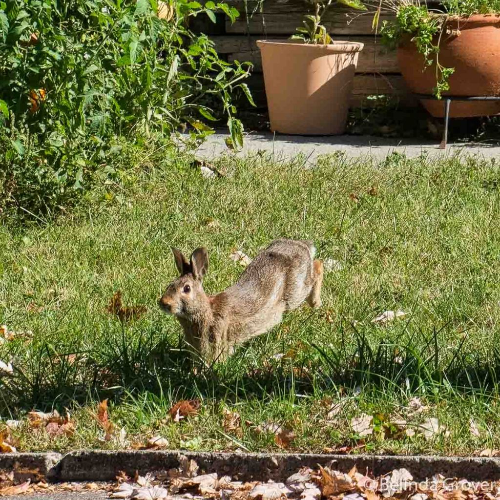 RABBIT RUN | BELINDA GROVER PHOTOGRAPHY