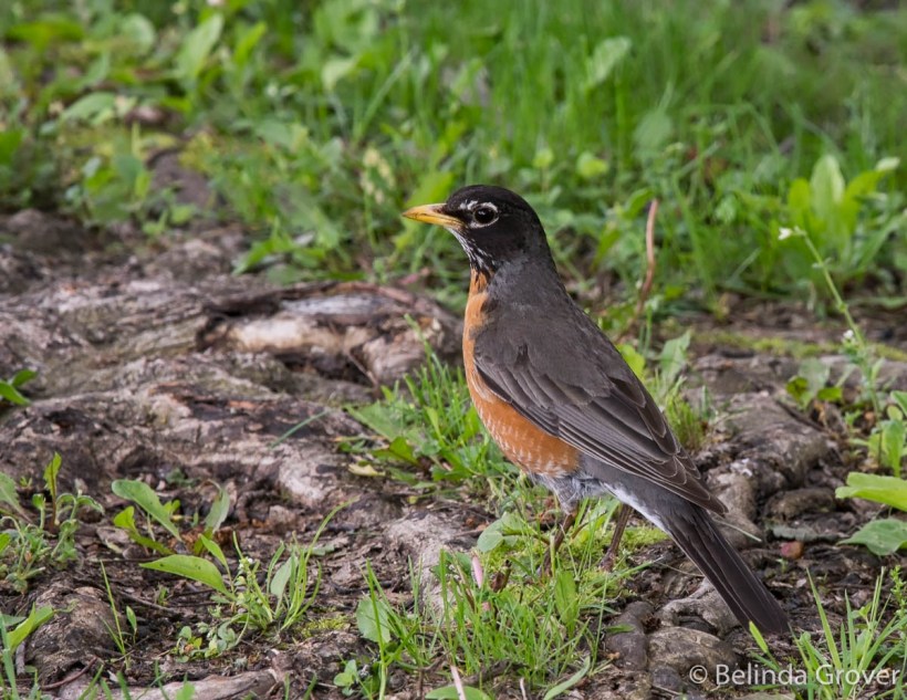 Robin Ready | BELINDA GROVER PHOTOGRAPHY