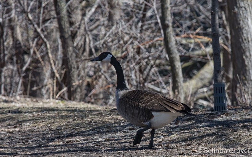 Spring Goose | BELINDA GROVER PHOTOGRAPHY