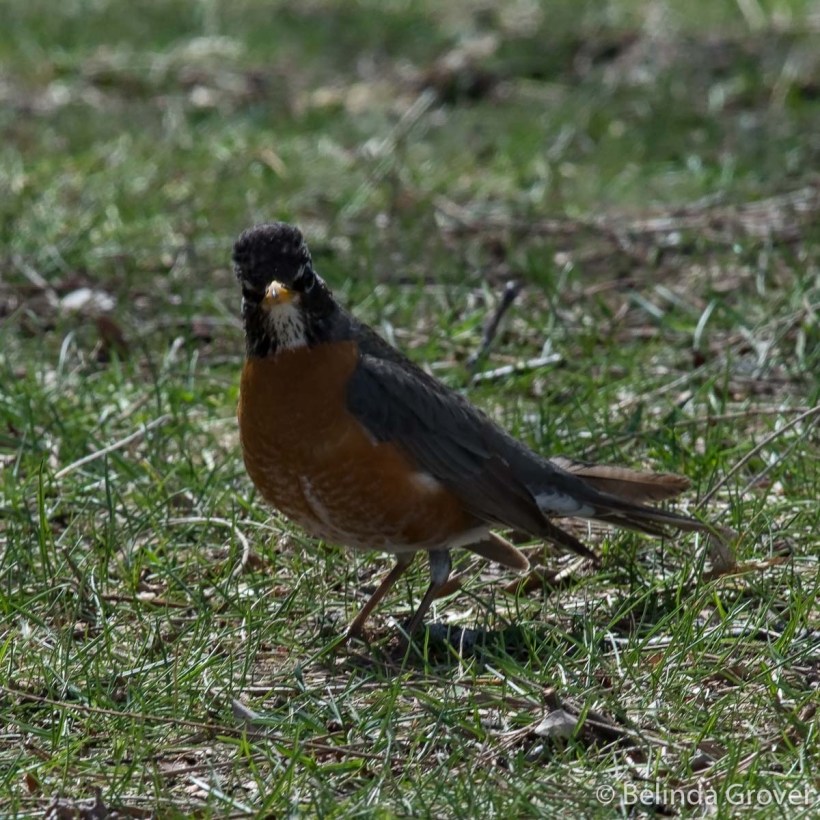 Robin | BELINDA GROVER PHOTOGRAPHY
