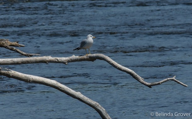 Lone Gull | BELINDA GROVER PHOTOGRAPHY