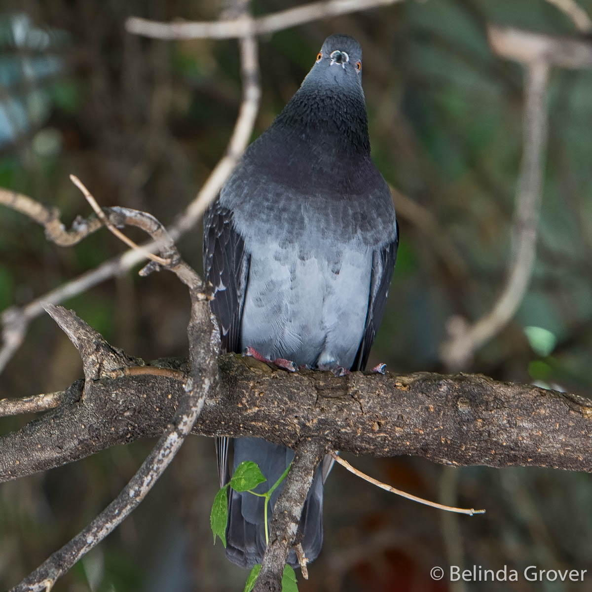 Coo | BELINDA GROVER PHOTOGRAPHY