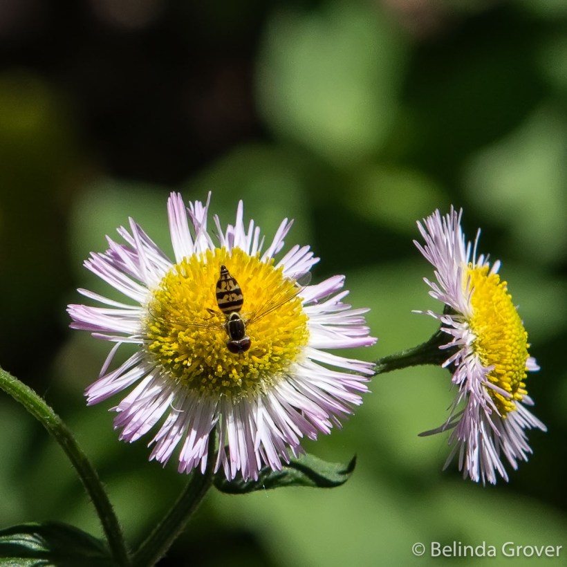 Cute as a Bug | BELINDA GROVER PHOTOGRAPHY