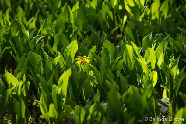 Just Dandy | BELINDA GROVER PHOTOGRAPHY