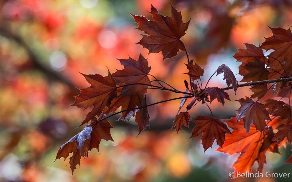 Red Maple | BELINDA GROVER PHOTOGRAPHY