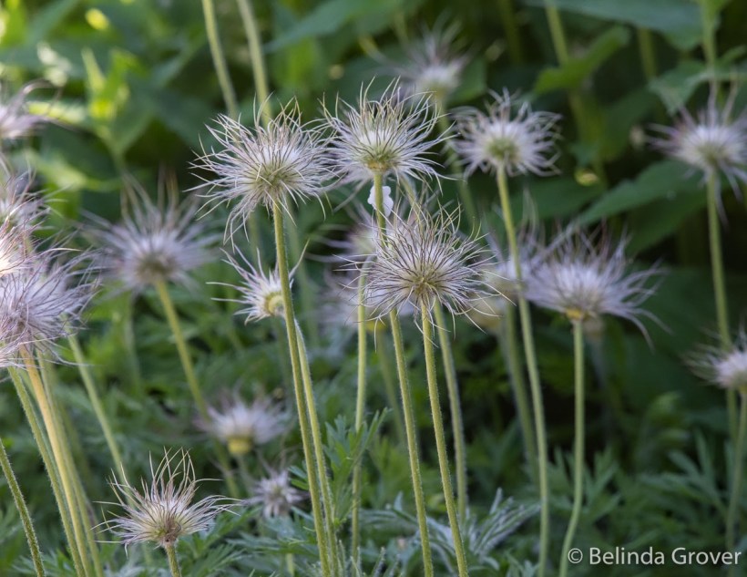 Greetings, Earthlings | BELINDA GROVER PHOTOGRAPHY